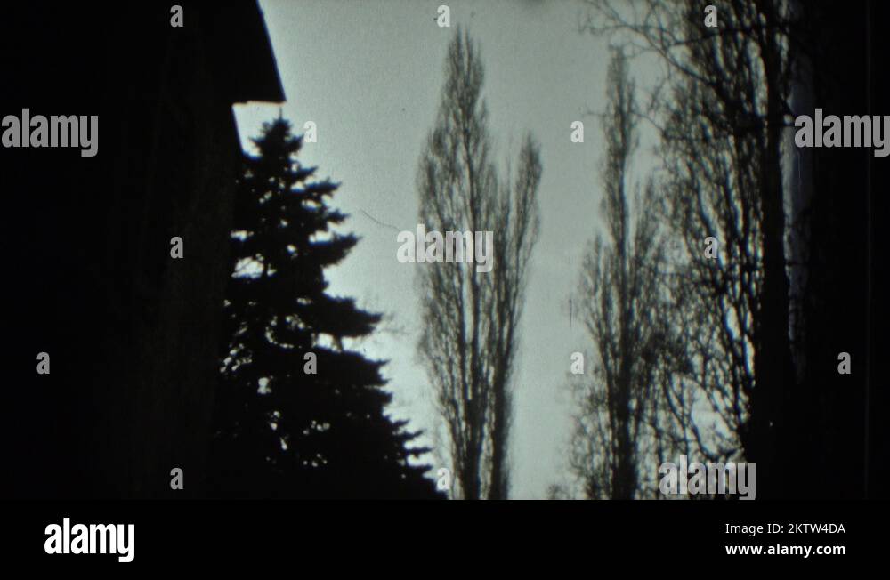 1951: winter dark barren landscape trees looming overhead AUSTRIA Stock ...