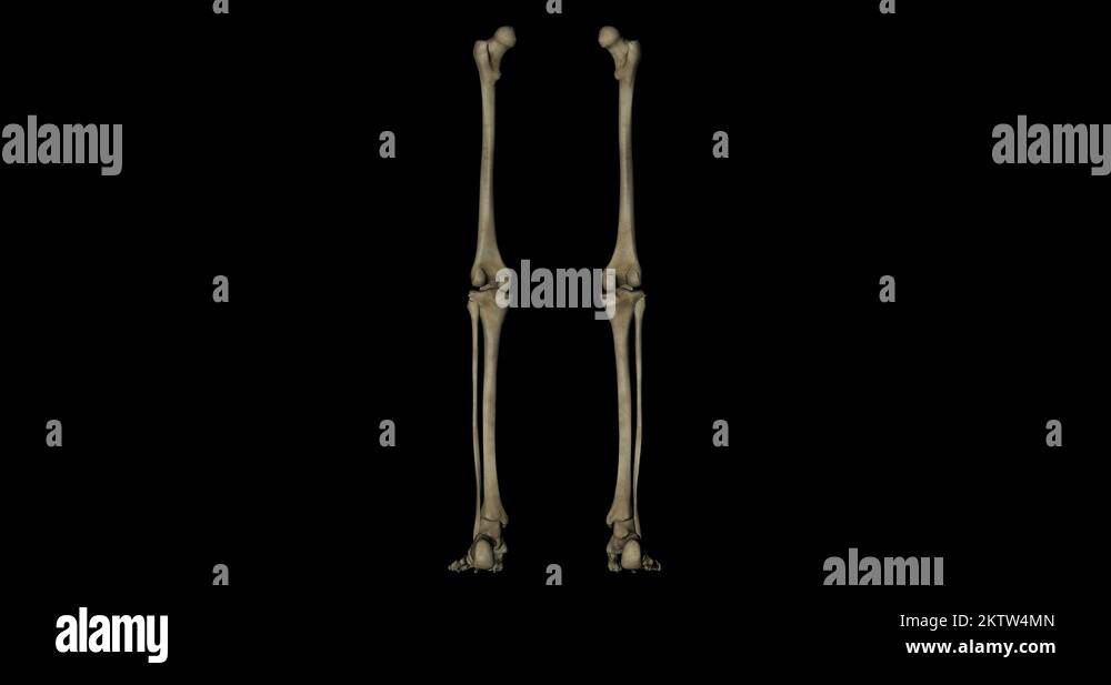 Human body legs Stock Videos & Footage - HD and 4K Video Clips - Alamy