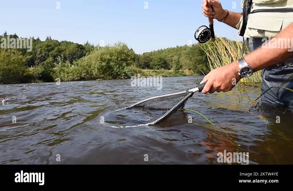 Irish river fish Stock Videos & Footage - HD and 4K Video Clips - Alamy