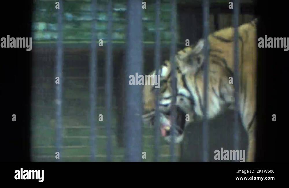 Animal tiger Stock Videos & Footage - HD and 4K Video Clips - Alamy