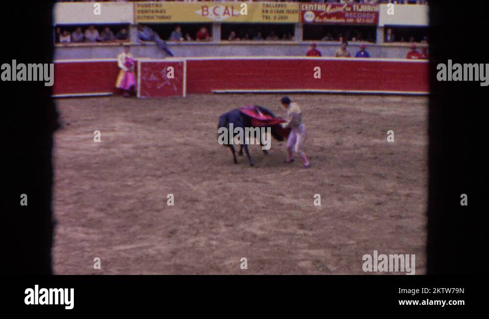 1962: a bull charging and attacking a bull fighter in a stadium SAN ...