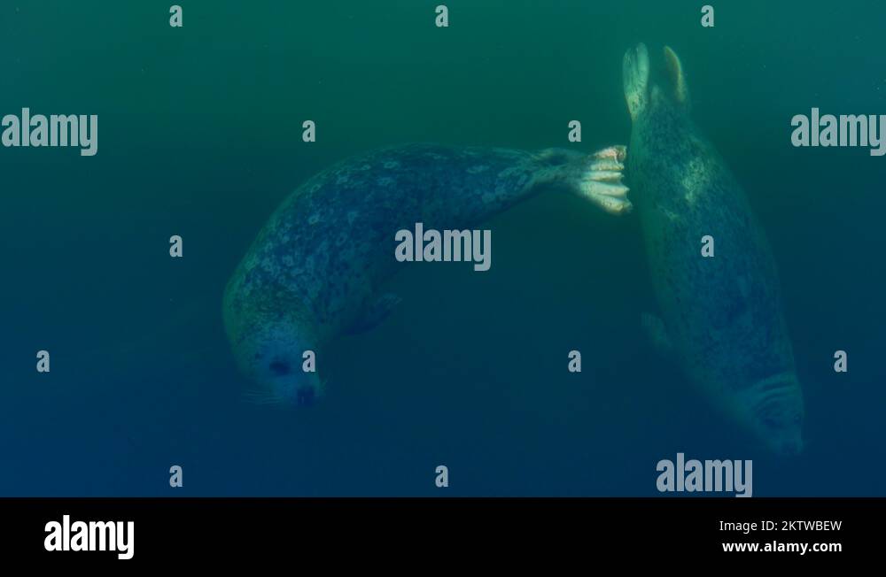 Opaque water Stock Videos & Footage - HD and 4K Video Clips - Alamy