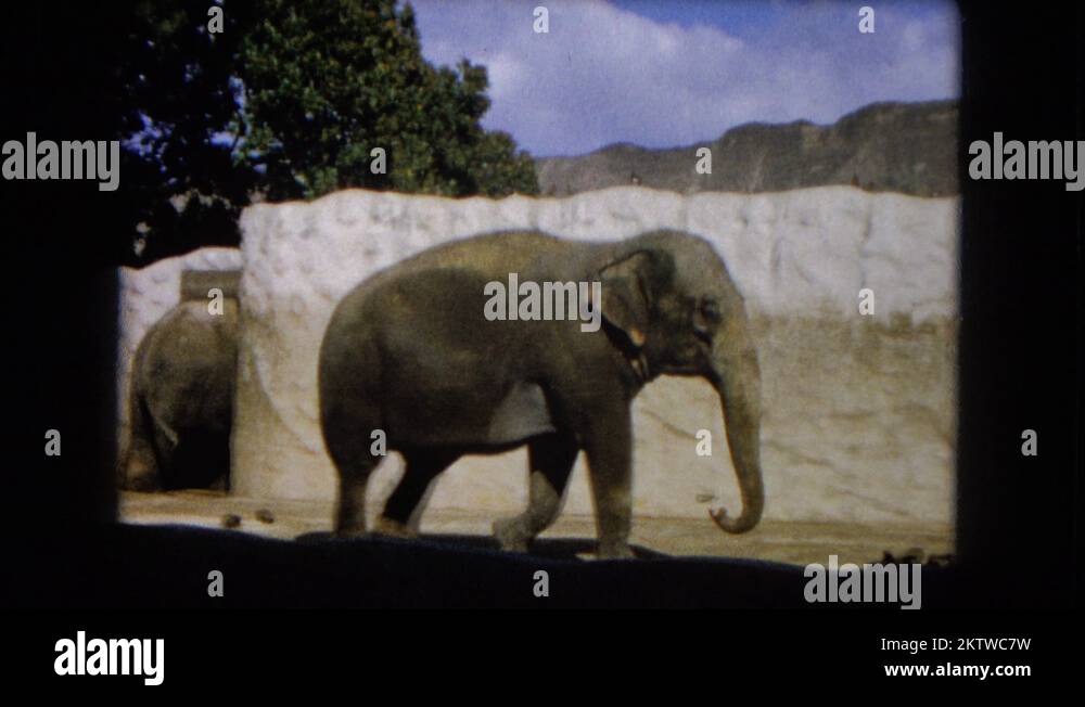 Fake zoo Stock Videos & Footage - HD and 4K Video Clips - Alamy
