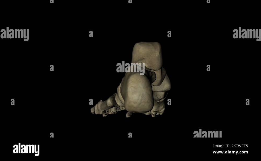 Digitigrade locomotion Stock Videos & Footage - HD and 4K Video Clips ...