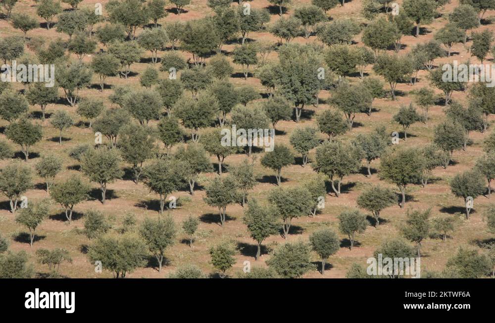 Black truffle plantation with holm oak trees in Gúdar Javalambre, Spain ...