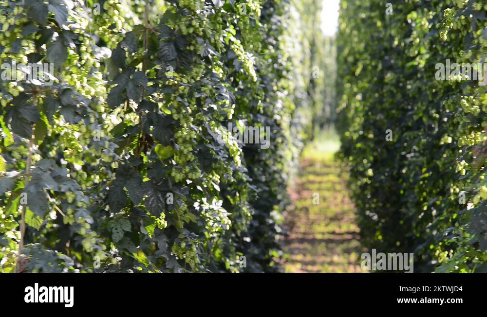hop field in the wind before the harvest,Czech Hops Stock Video Footage ...