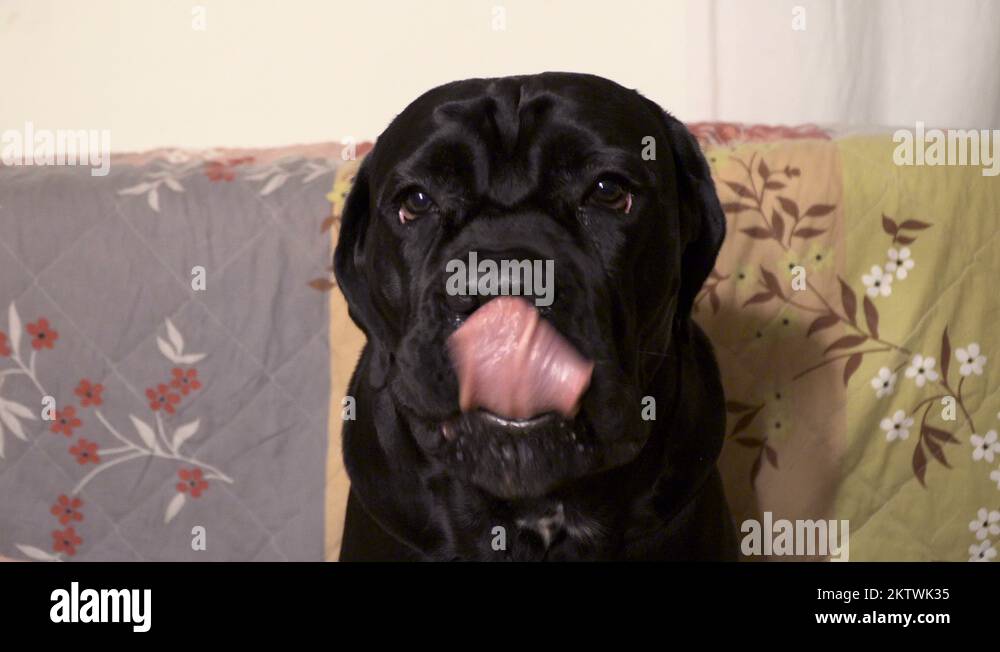 Dog facial expressions Stock Videos & Footage - HD and 4K Video Clips ...