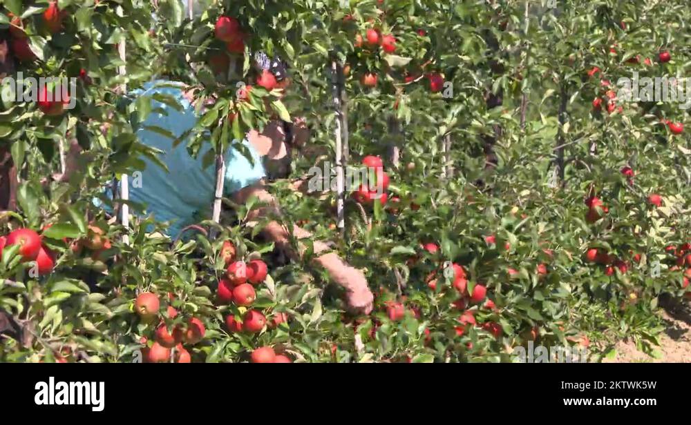 Apple picker Stock Videos & Footage - HD and 4K Video Clips - Alamy