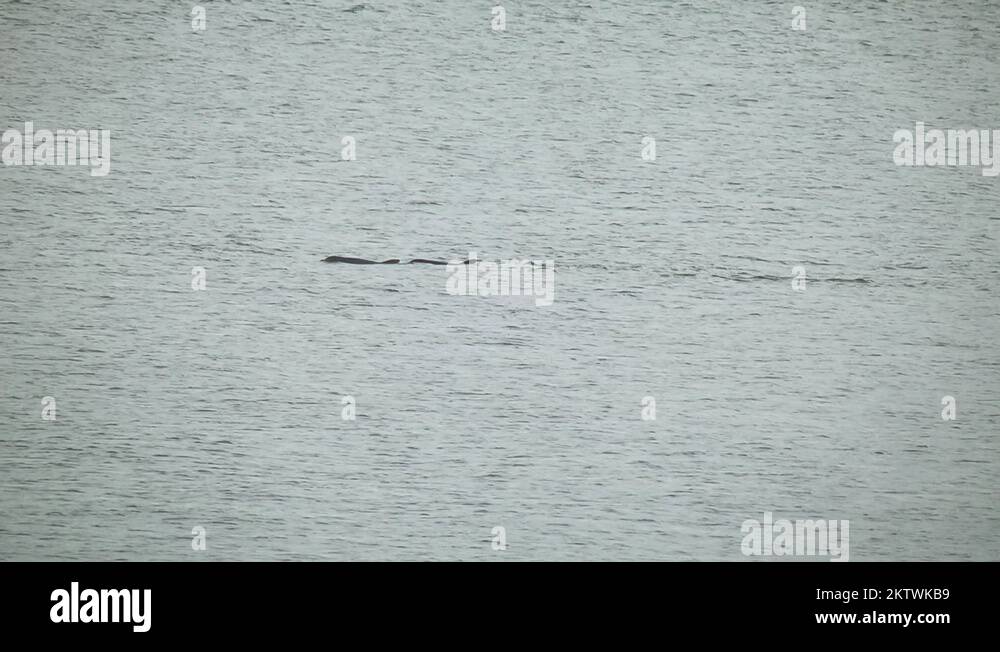 Baby tail Stock Videos & Footage - HD and 4K Video Clips - Alamy