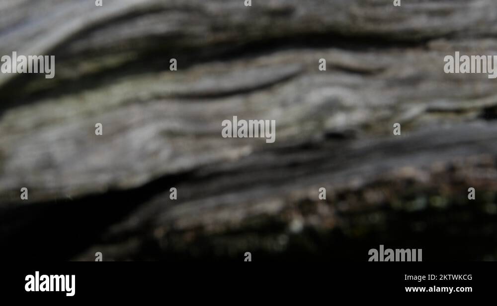 Civil War Time Split Rail Fence with Grass Field Slow Tilt Up, 4K Stock ...