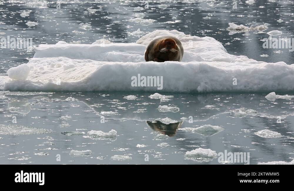 Seal ice greenland Stock Videos & Footage - HD and 4K Video Clips - Alamy