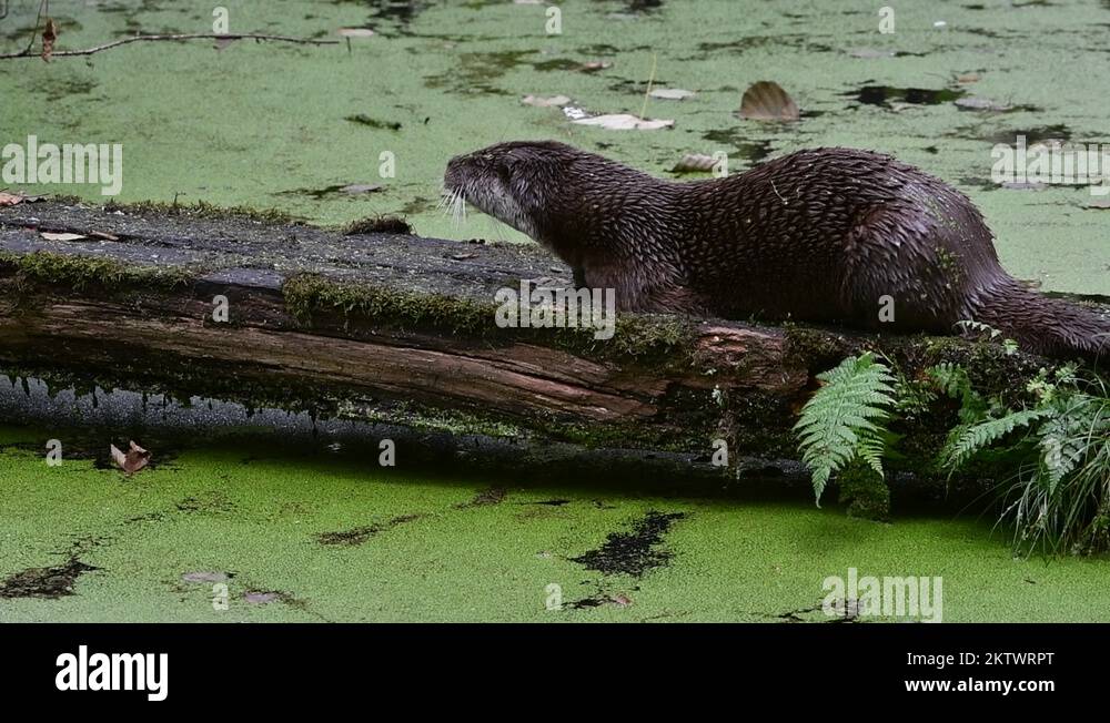 Marking log Stock Videos & Footage - HD and 4K Video Clips - Alamy