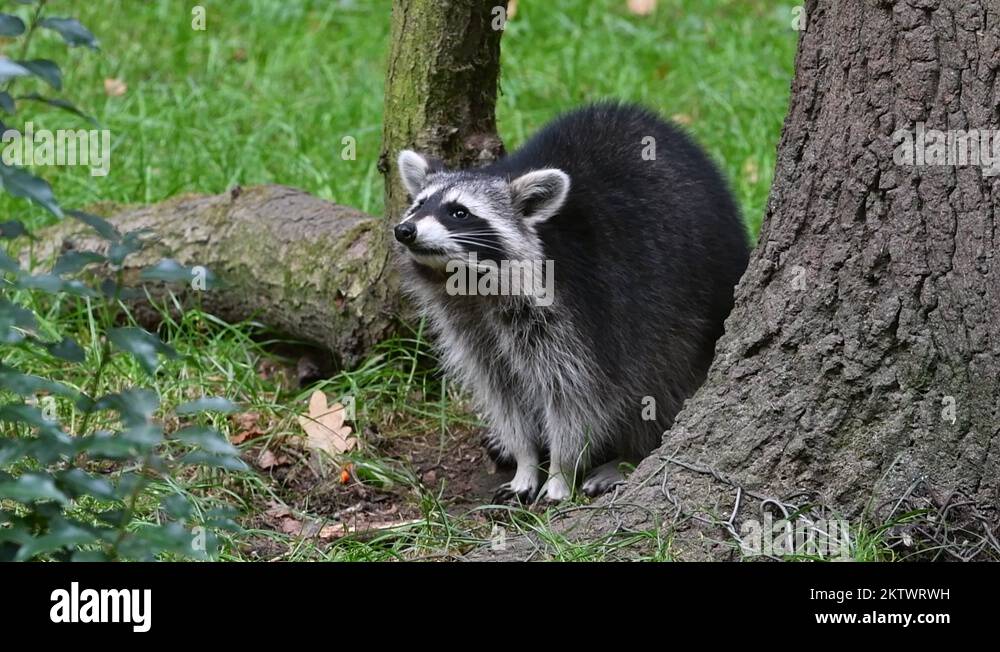 Predators of native species Stock Videos & Footage - HD and 4K Video ...