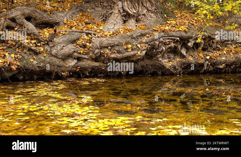 Tree roots by the water Stock Videos & Footage - HD and 4K Video Clips ...