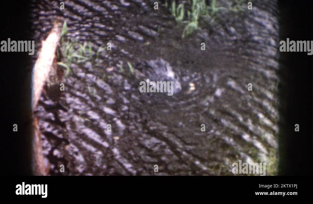 1958: an alligator sits motionless in moving water near shore as food ...