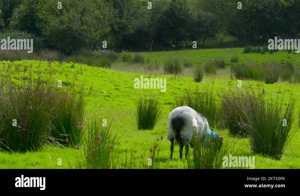 Tall sheep Stock Videos & Footage - HD and 4K Video Clips - Alamy