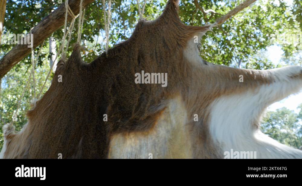 Animal skin tanning Stock Videos & Footage - HD and 4K Video Clips - Alamy