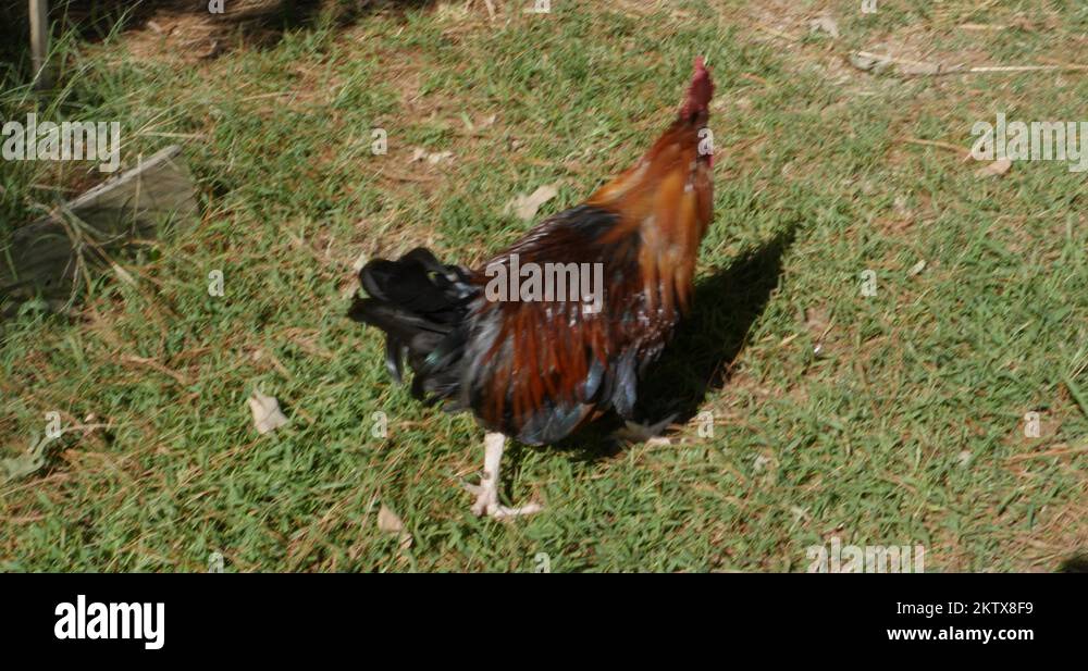 Green rooster Stock Videos & Footage - HD and 4K Video Clips - Alamy