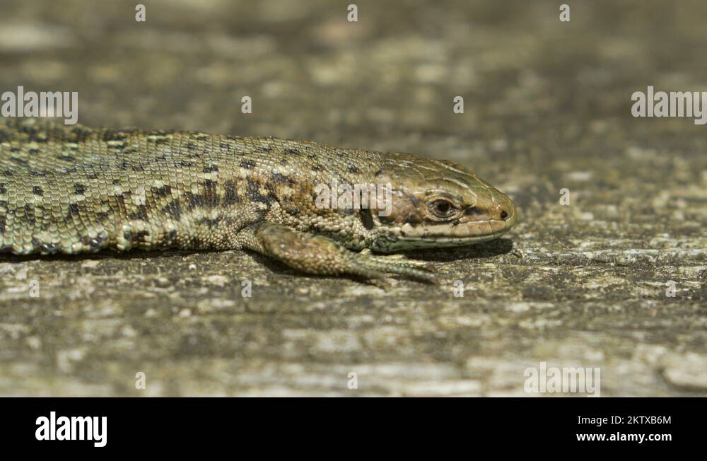 Scaley scaly scales Stock Videos & Footage - HD and 4K Video Clips - Alamy