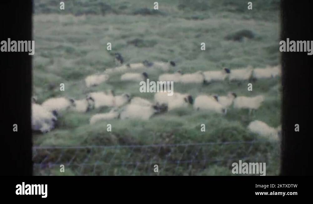 1961: flock of sheep being herded by a dog. IRELAND Stock Video Footage ...