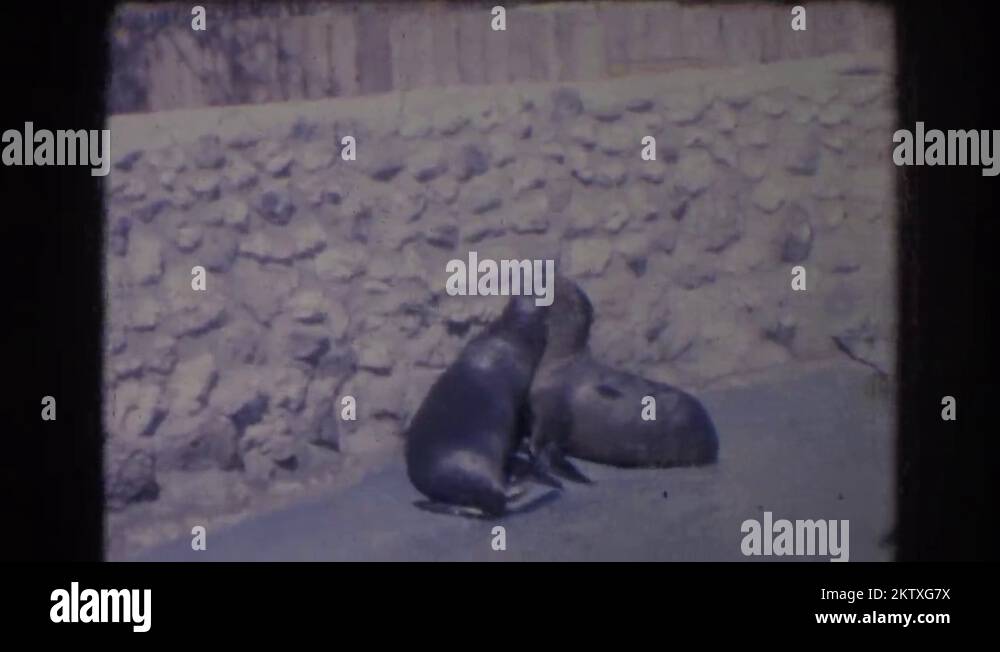 Socializing by animals Stock Videos & Footage - HD and 4K Video Clips ...