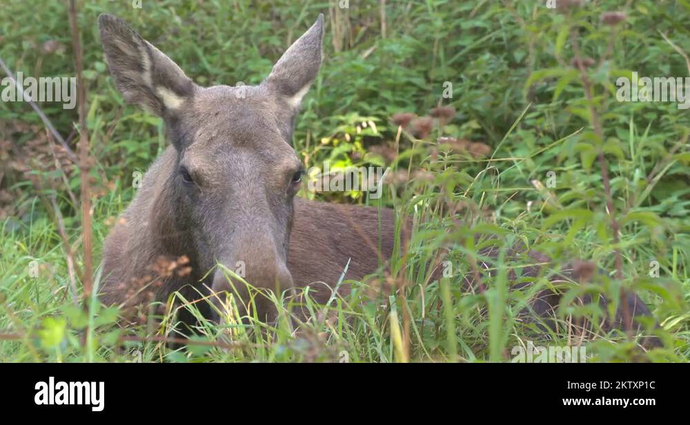 Moose lying on grass Stock Videos & Footage - HD and 4K Video Clips - Alamy