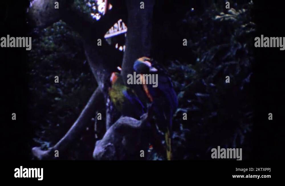 1958: two birds sit next to one another in a tree together FLORIDA ...