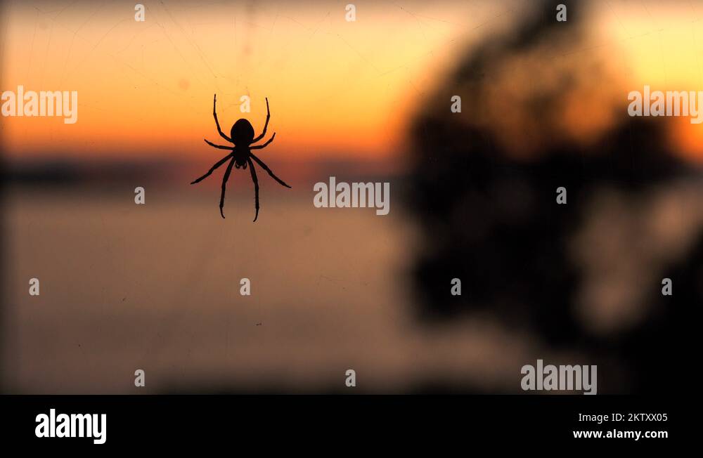 Spider hanging in web. Silhouette with sunset background Stock Video ...