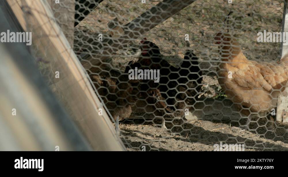 Chickens wire Stock Videos & Footage - HD and 4K Video Clips - Alamy