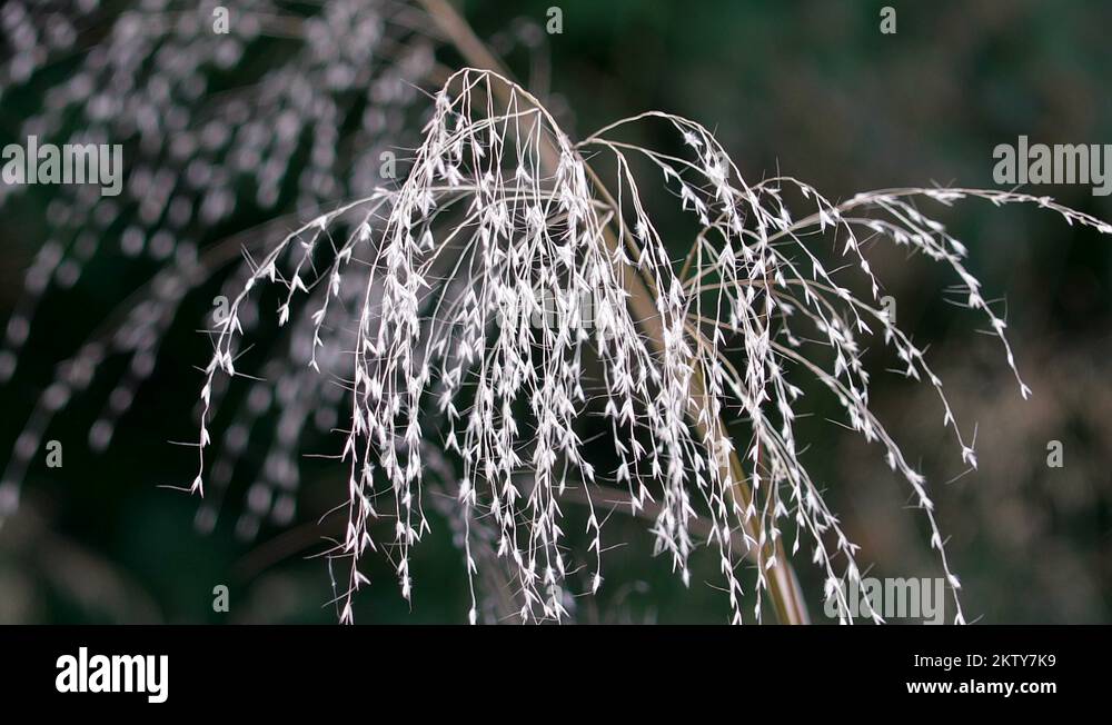 Feathery leaves Stock Videos & Footage - HD and 4K Video Clips - Alamy