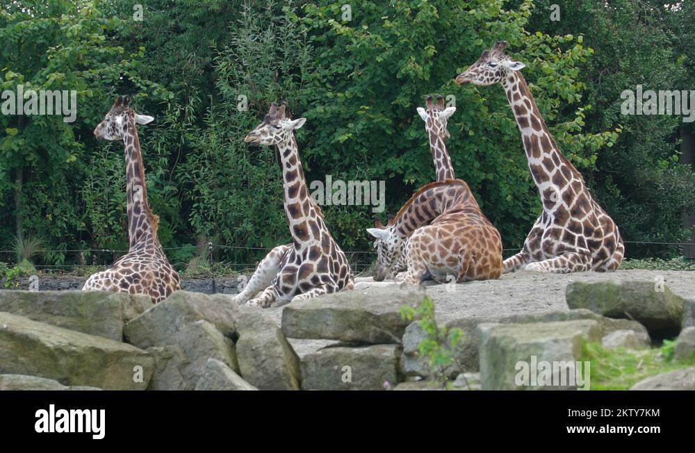 Giraffes sitting Stock Videos & Footage - HD and 4K Video Clips - Alamy