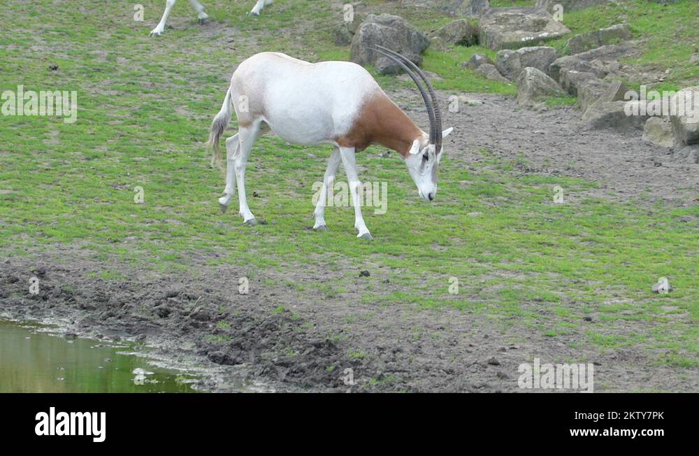 Sharp horns Stock Videos & Footage - HD and 4K Video Clips - Alamy