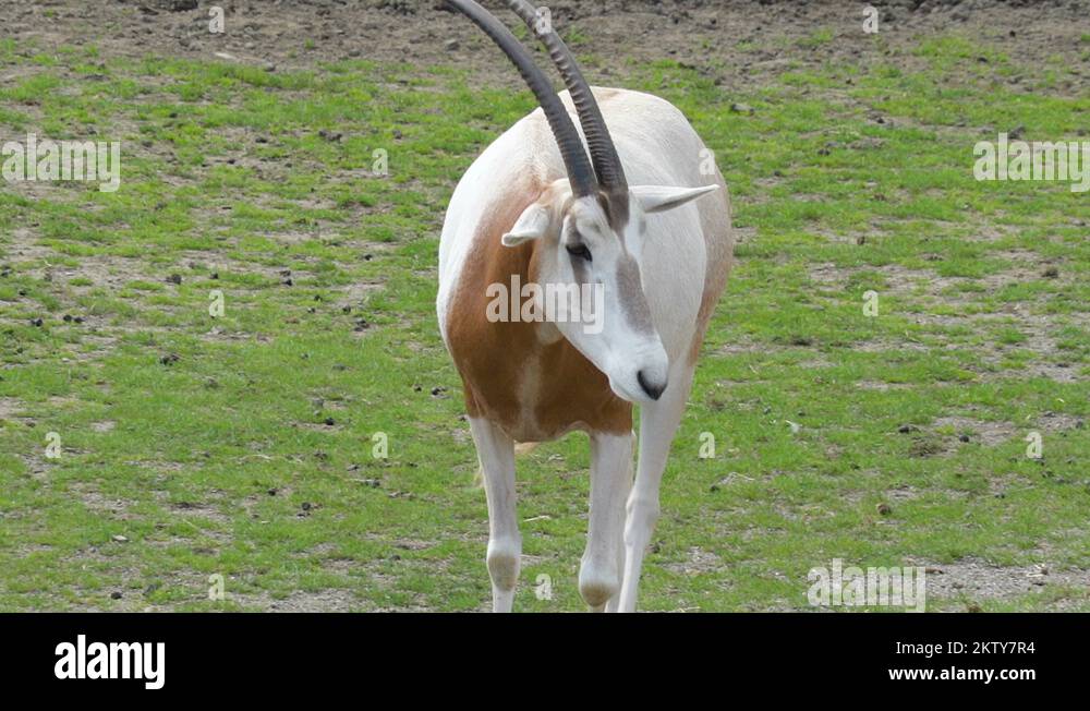Sharp horn Stock Videos & Footage - HD and 4K Video Clips - Alamy