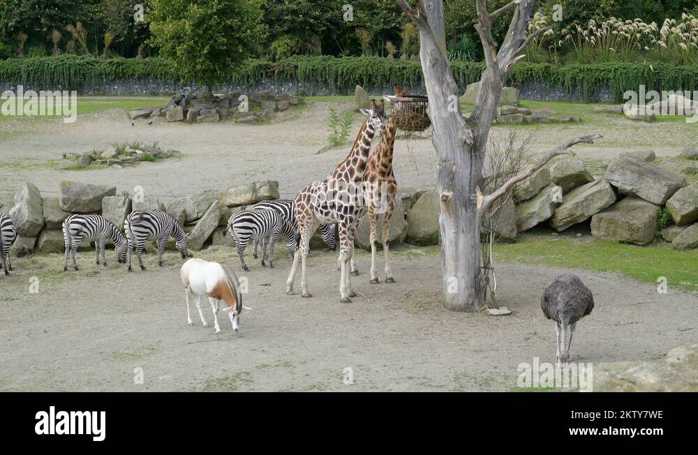 Ground animals Stock Videos & Footage - HD and 4K Video Clips - Alamy