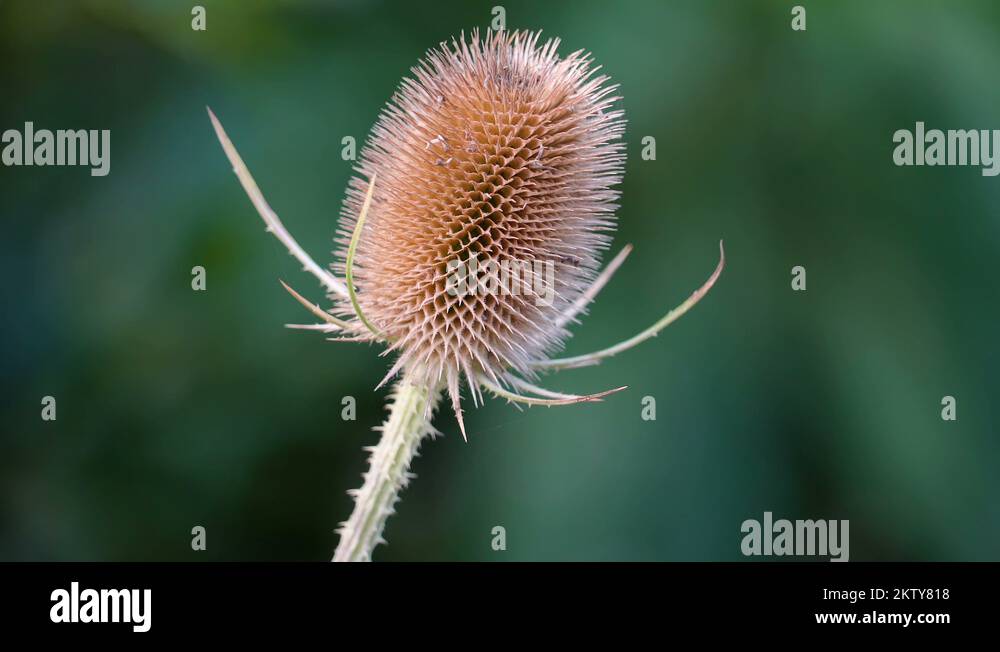 Sharp edges plant Stock Videos & Footage - HD and 4K Video Clips - Alamy