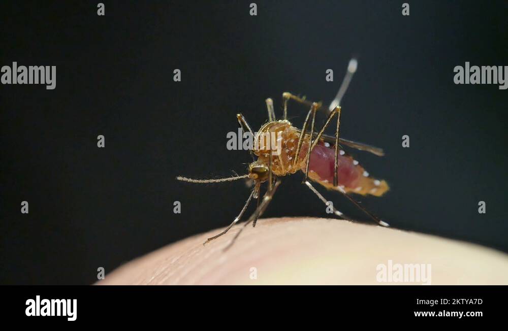 Mosquito borne diseases include malaria, dengue, zica Stock Video ...