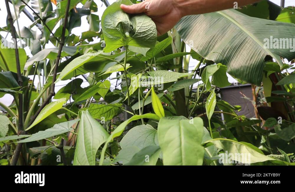 Bottom of leaf Stock Videos & Footage - HD and 4K Video Clips - Alamy