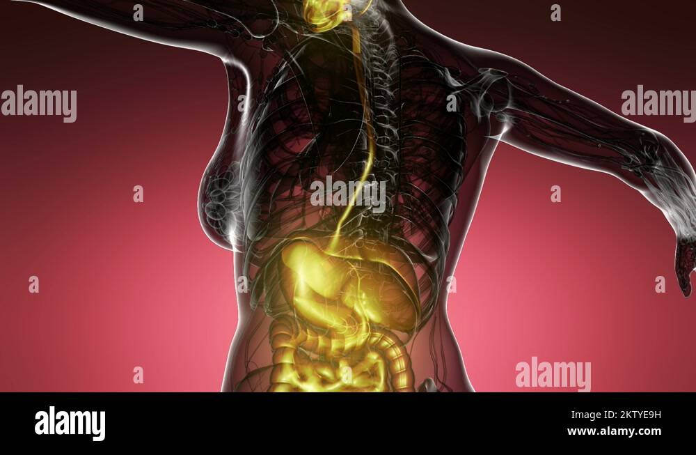 loop science anatomy scan of human digestive system glowing with yellow ...