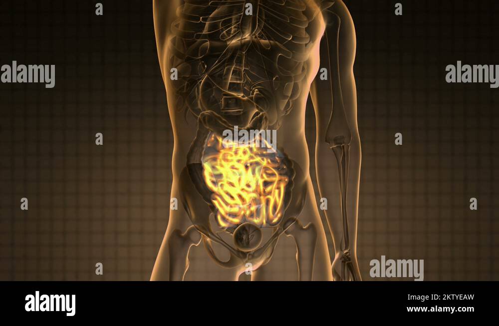 Small intestine scan Stock Videos & Footage - HD and 4K Video Clips - Alamy