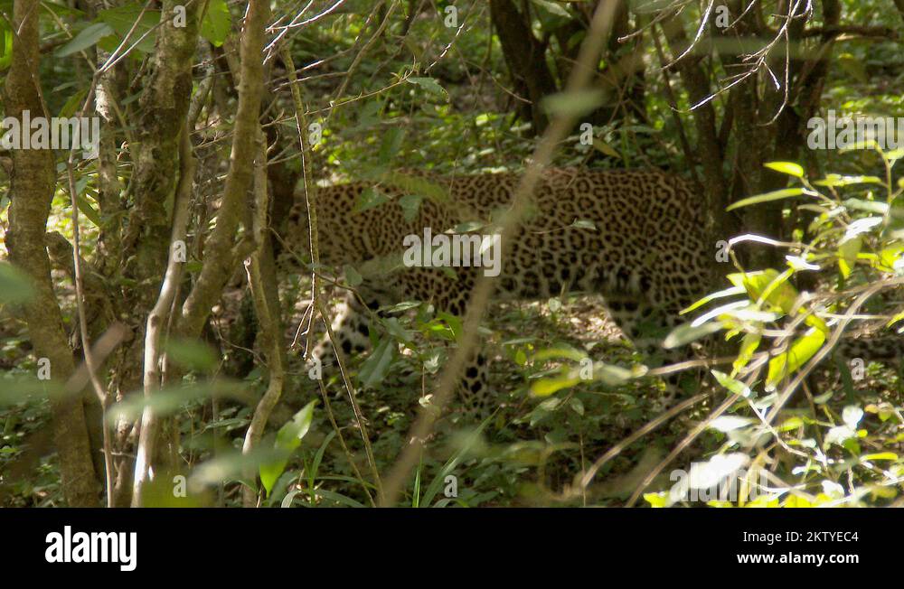 Leopard africa forest Stock Videos & Footage - HD and 4K Video Clips ...