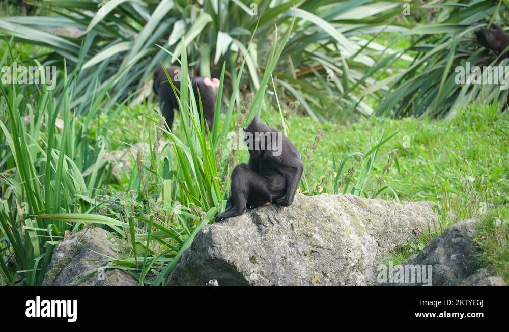 Celebes black ape Stock Videos & Footage - HD and 4K Video Clips - Alamy