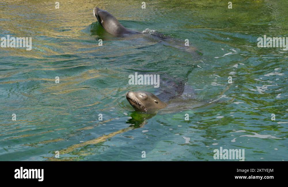 Fin footed Stock Videos & Footage - HD and 4K Video Clips - Alamy