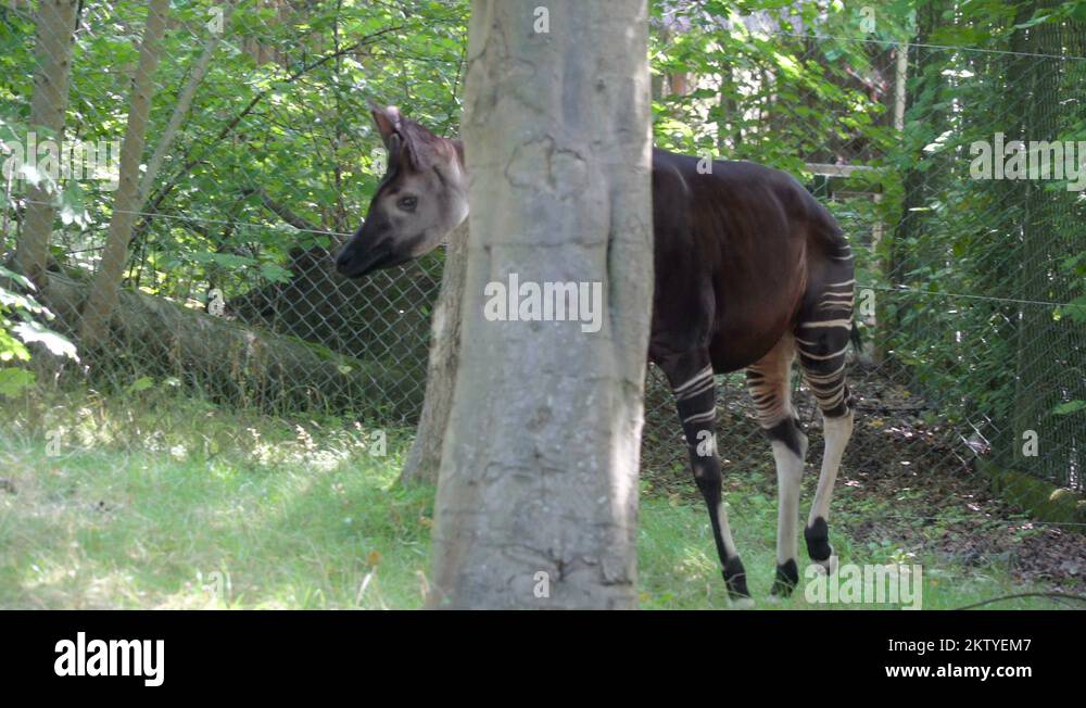 Animal skin stripes Stock Videos & Footage - HD and 4K Video Clips - Alamy