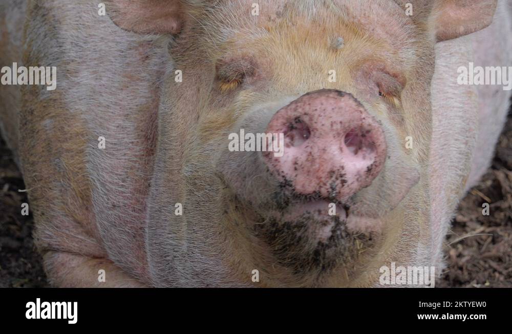 Pig mouth Stock Videos & Footage - HD and 4K Video Clips - Alamy