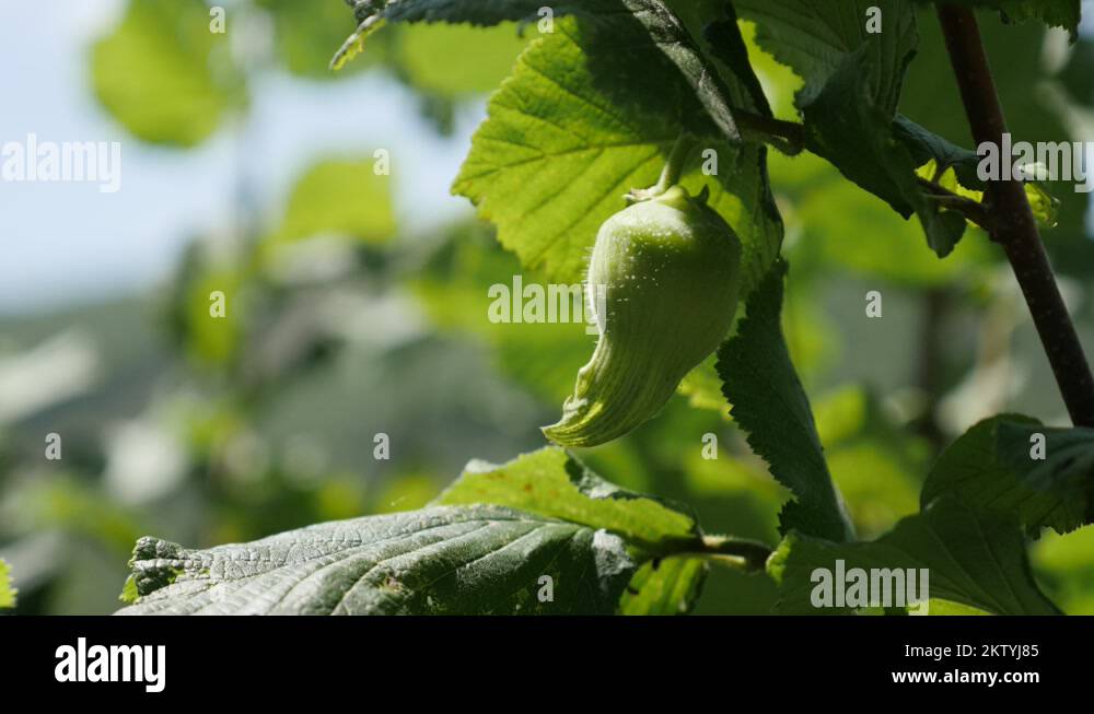 Green hazelnut shell Stock Videos & Footage - HD and 4K Video Clips - Alamy
