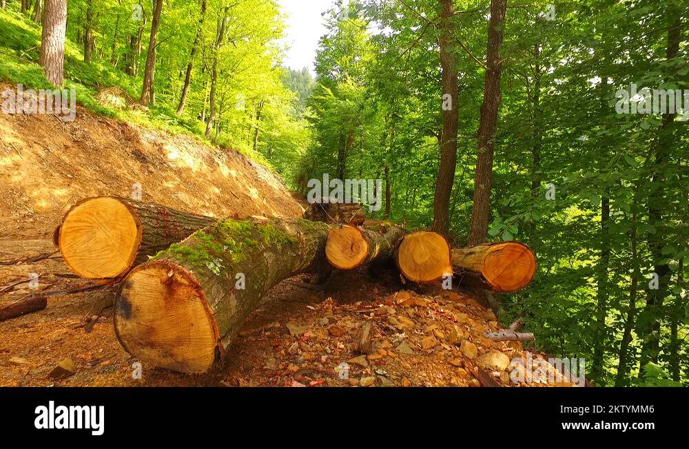 Fallen timber landscape Stock Videos & Footage - HD and 4K Video Clips ...
