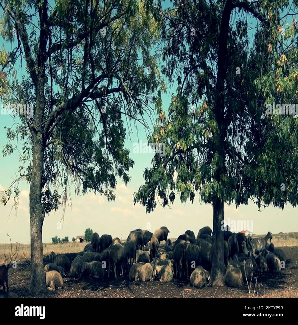 Countryside tree sheep Stock Videos & Footage - HD and 4K Video Clips ...