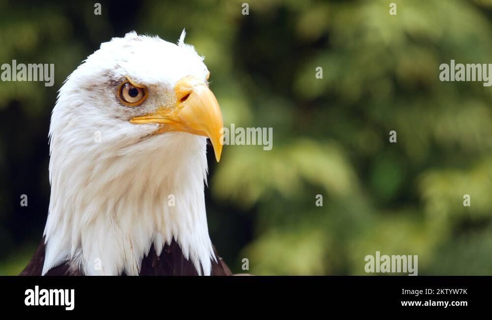 Bald eagle haliaeetus bald eagle Stock Videos & Footage - HD and 4K ...