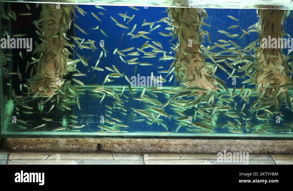 Fish spa pedicure, foot bath using fish the eat dead skin Stock Video ...