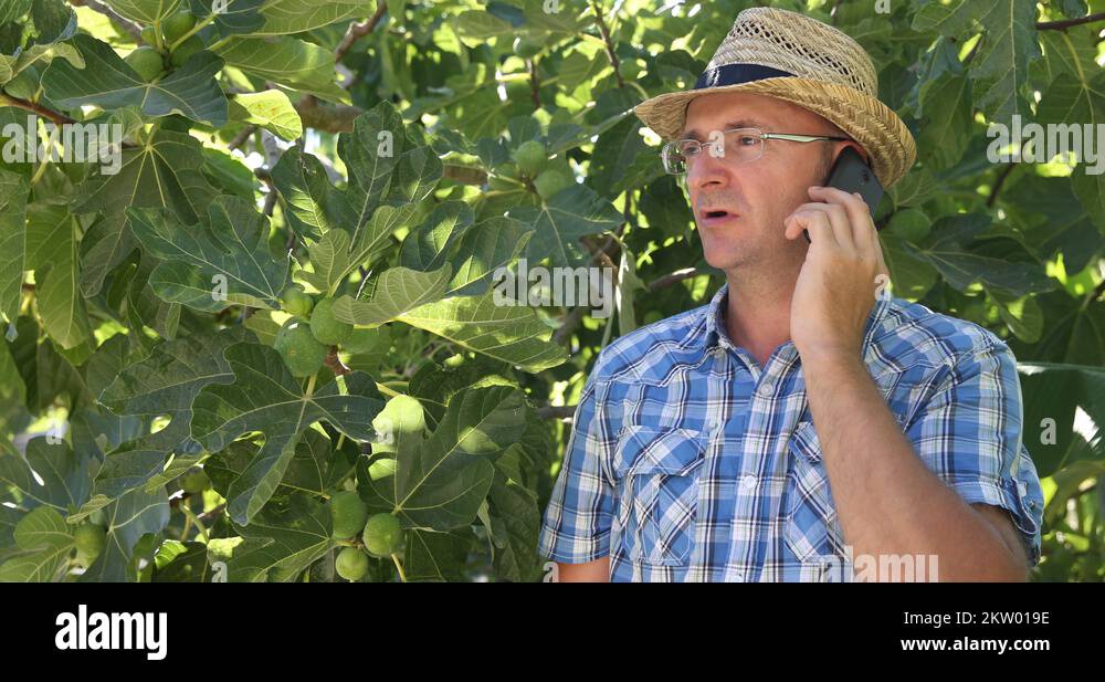 Figs plantation Stock Videos & Footage - HD and 4K Video Clips - Alamy